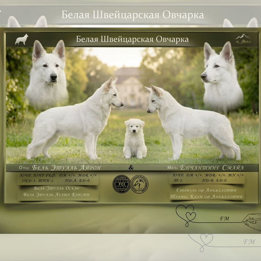 Белая швейцарская овчарка, щенок