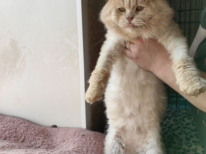 Кот в добрые руки