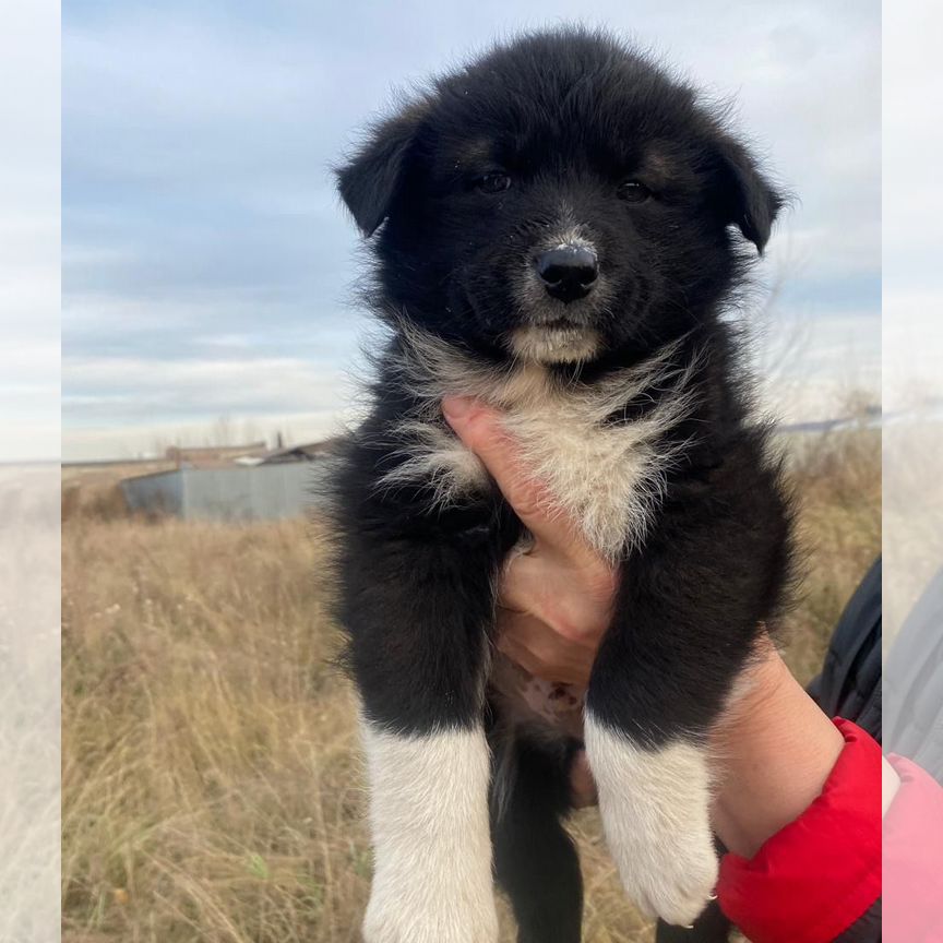 Щенок кавказец