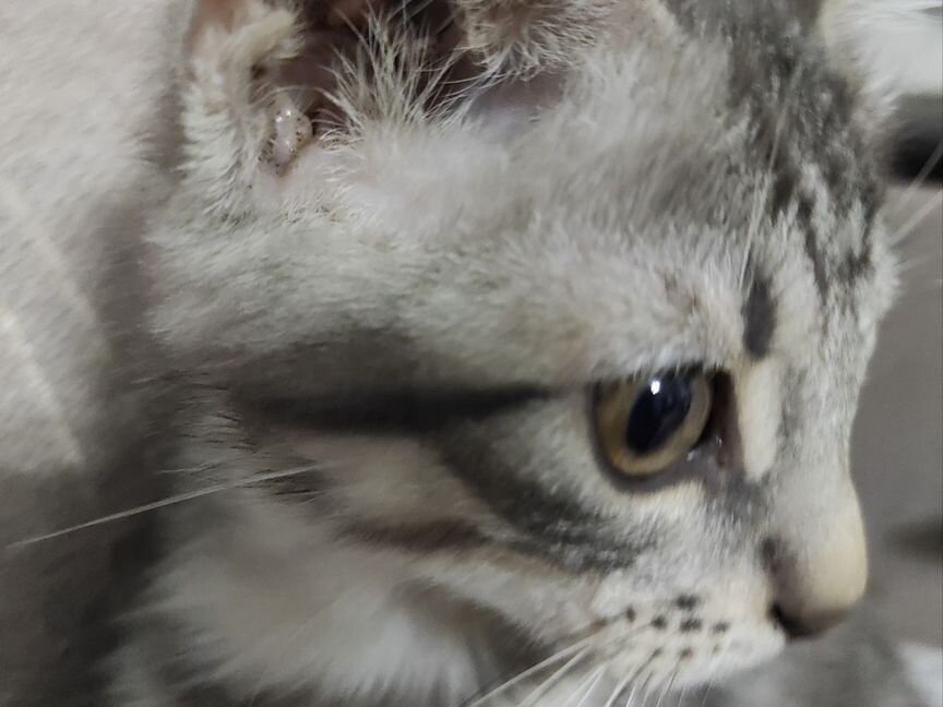 Шотландский котенок