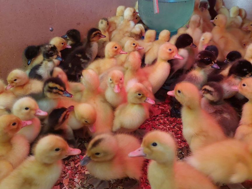 Утята Агидель