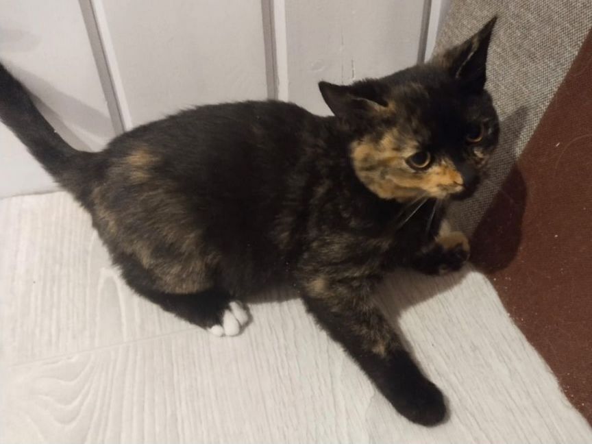 Котята в добрые руки отдам Приучены к лотку