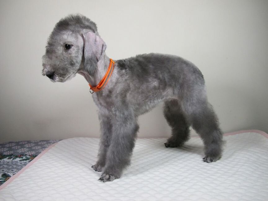 Щенки Бедлингтон-терьера