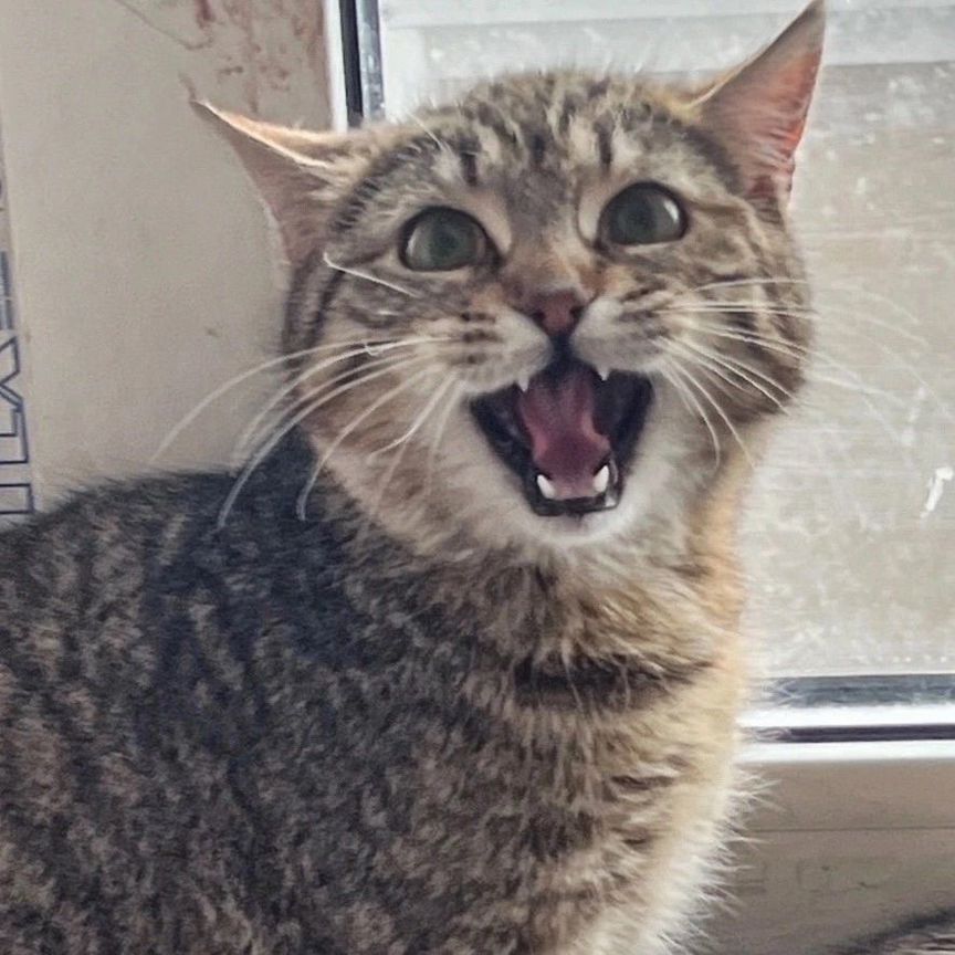 Кошке шанс