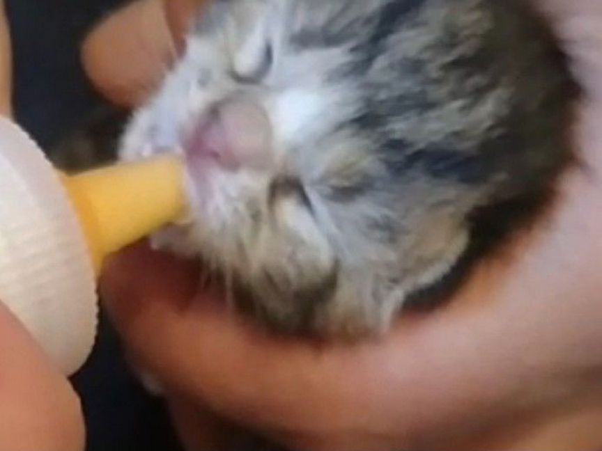 Без кошки погибают котята