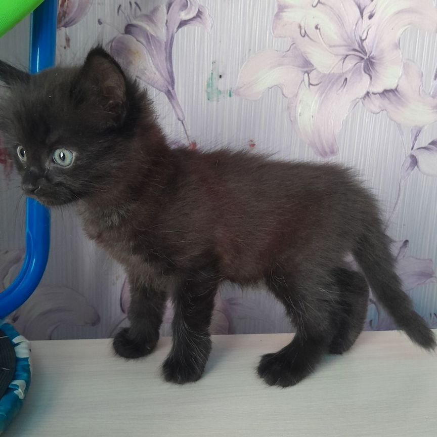 Котята в добрые ручки, мальчики
