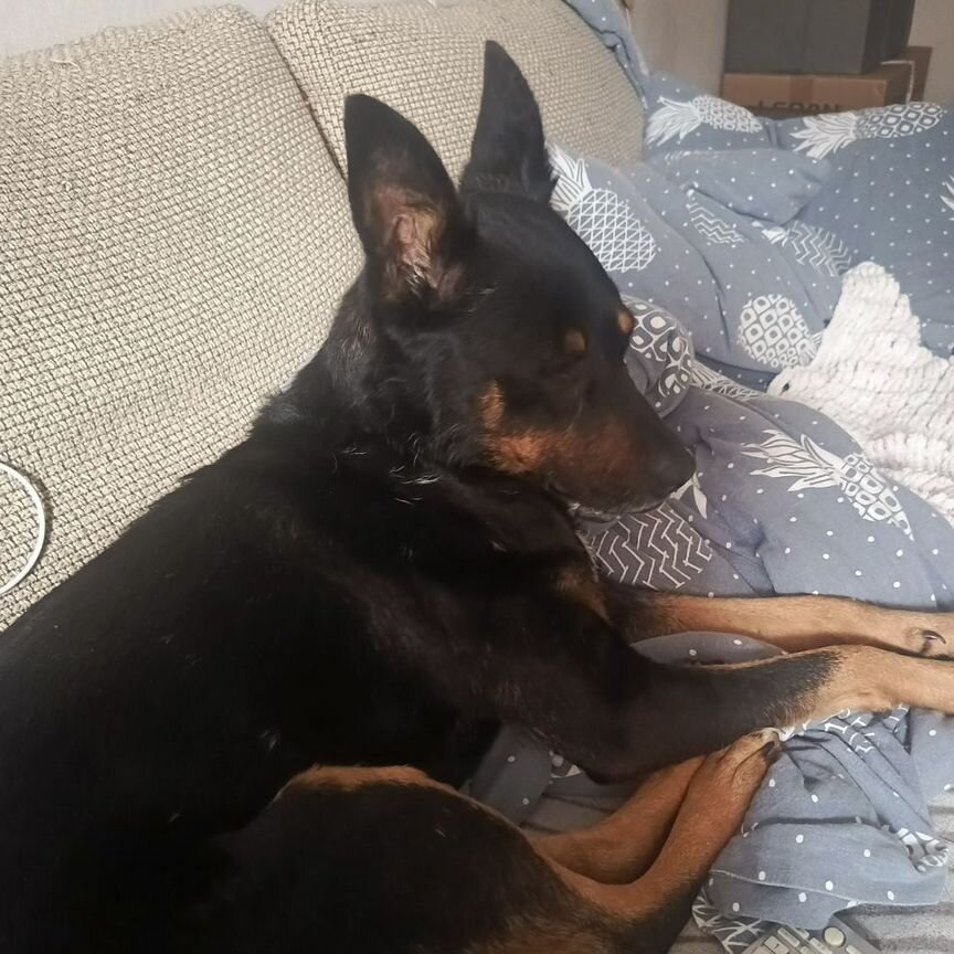 Немецкий пинчер, щенок