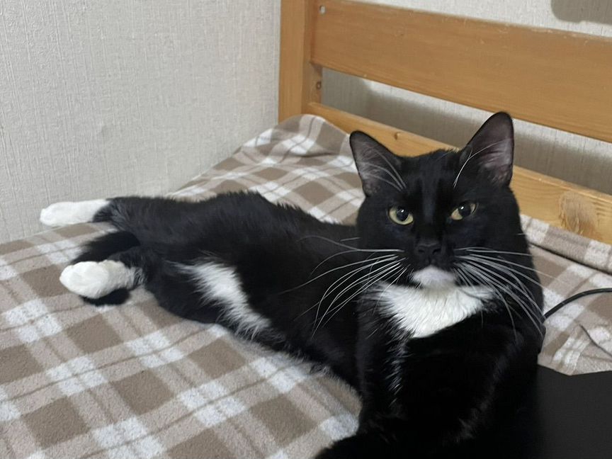 Кот