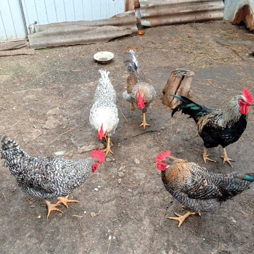 Петушки 6месяцев