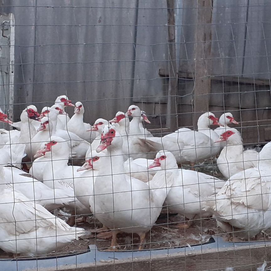 Белая индоутка