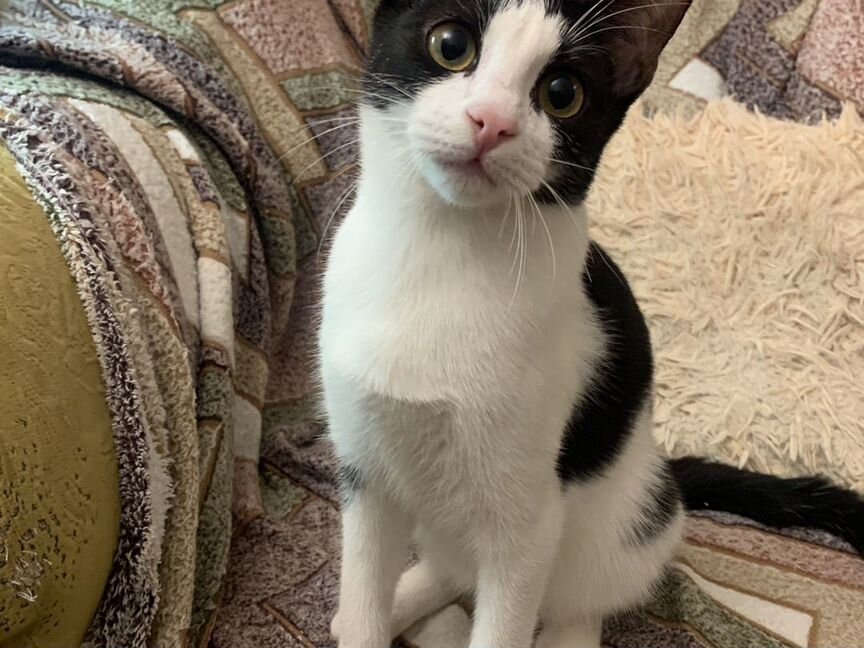 Юный котик Барри