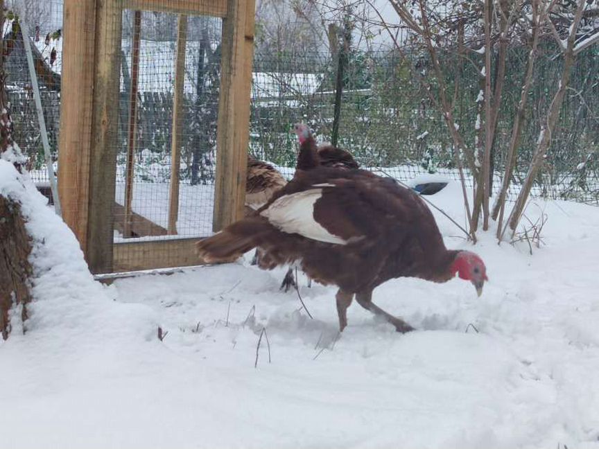 Индюки Ред Бурбон