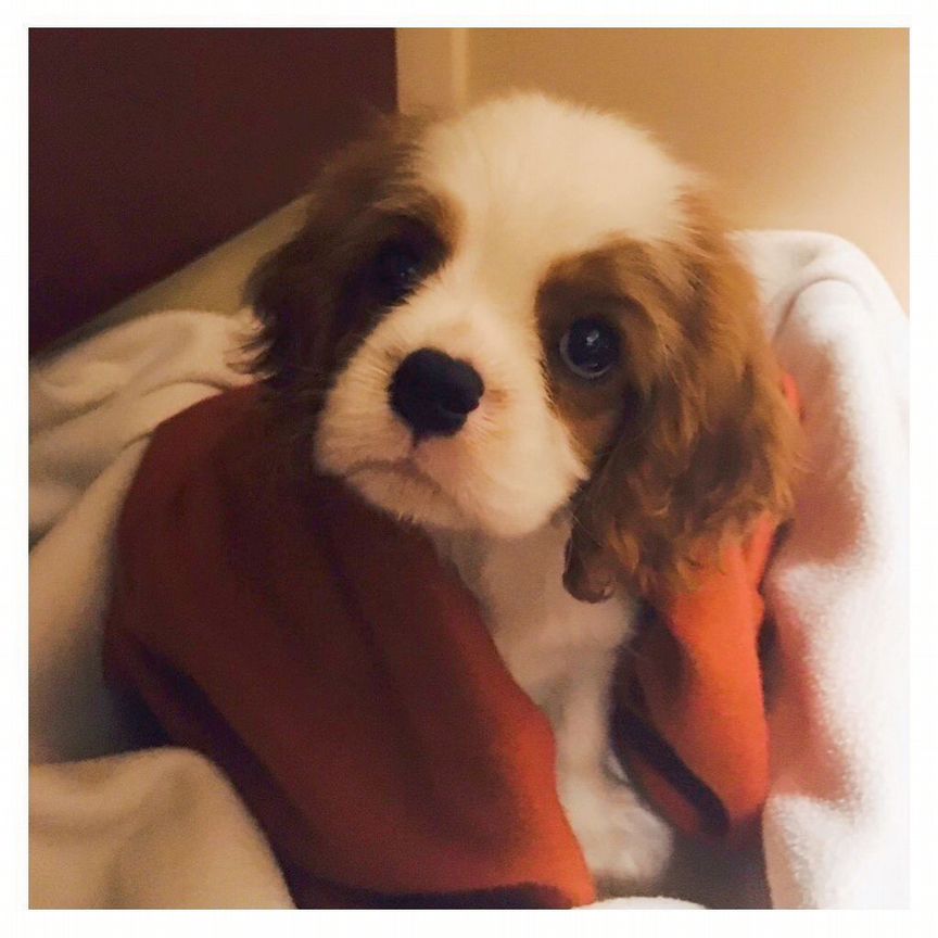 Щенки ковалер кинг чарльз спаниеля. Девочки