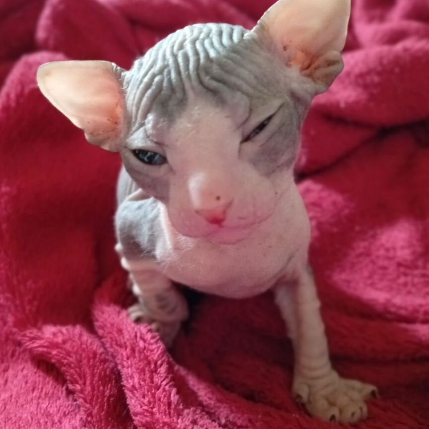 Донской сфинкс котёнок