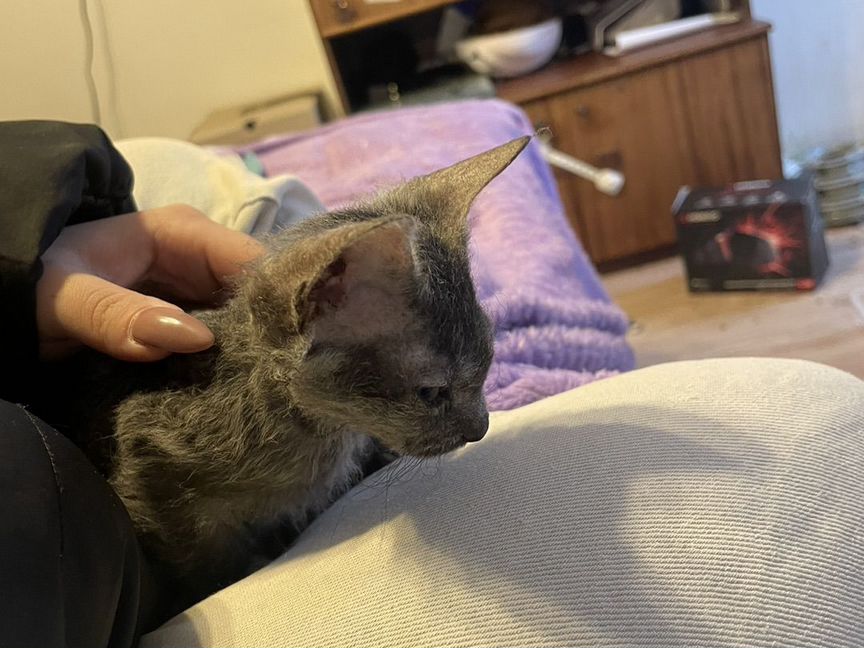 Котята сфинкс бесплатно