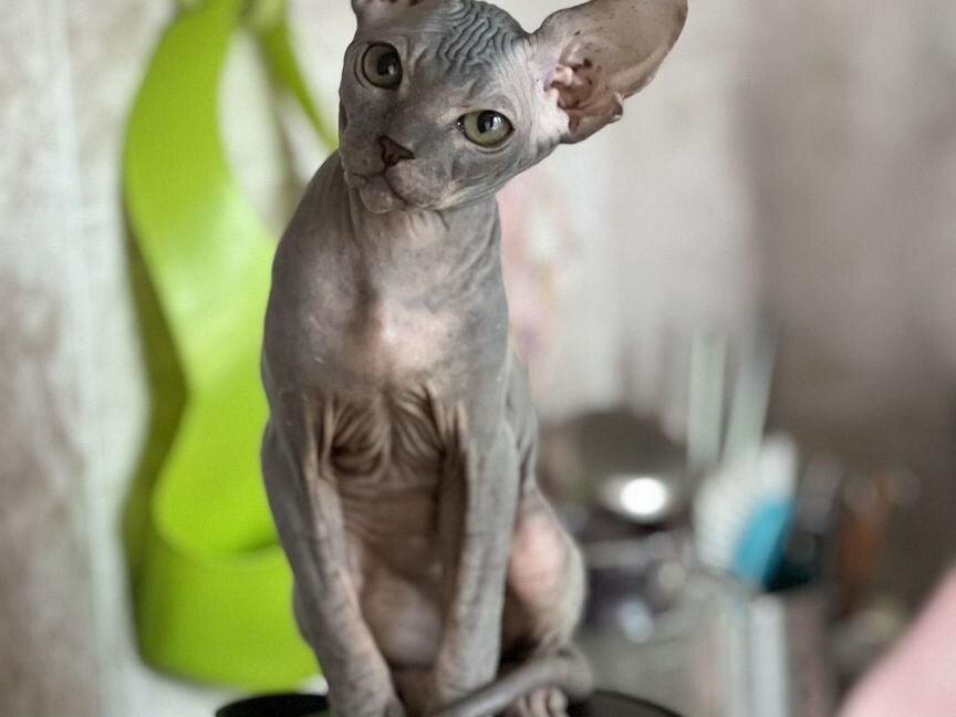 Канадский сфинкс котенок