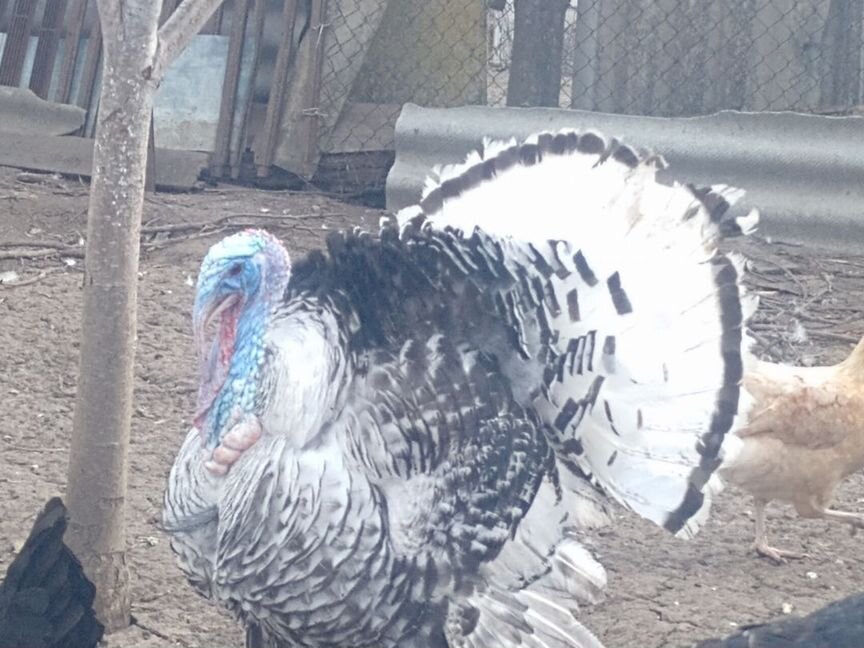 Гуси, индюк