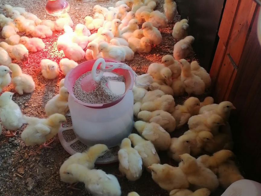 Цыплята марка Кобб 700