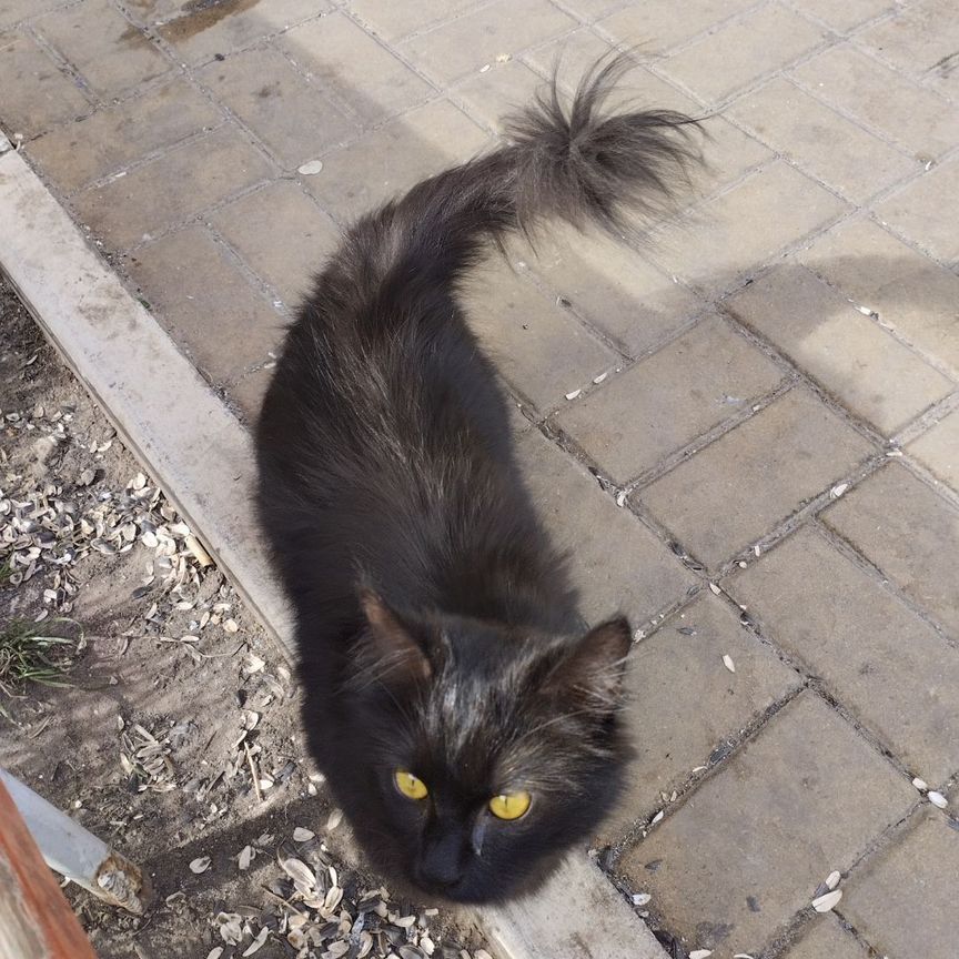 Кошки в добрые руки