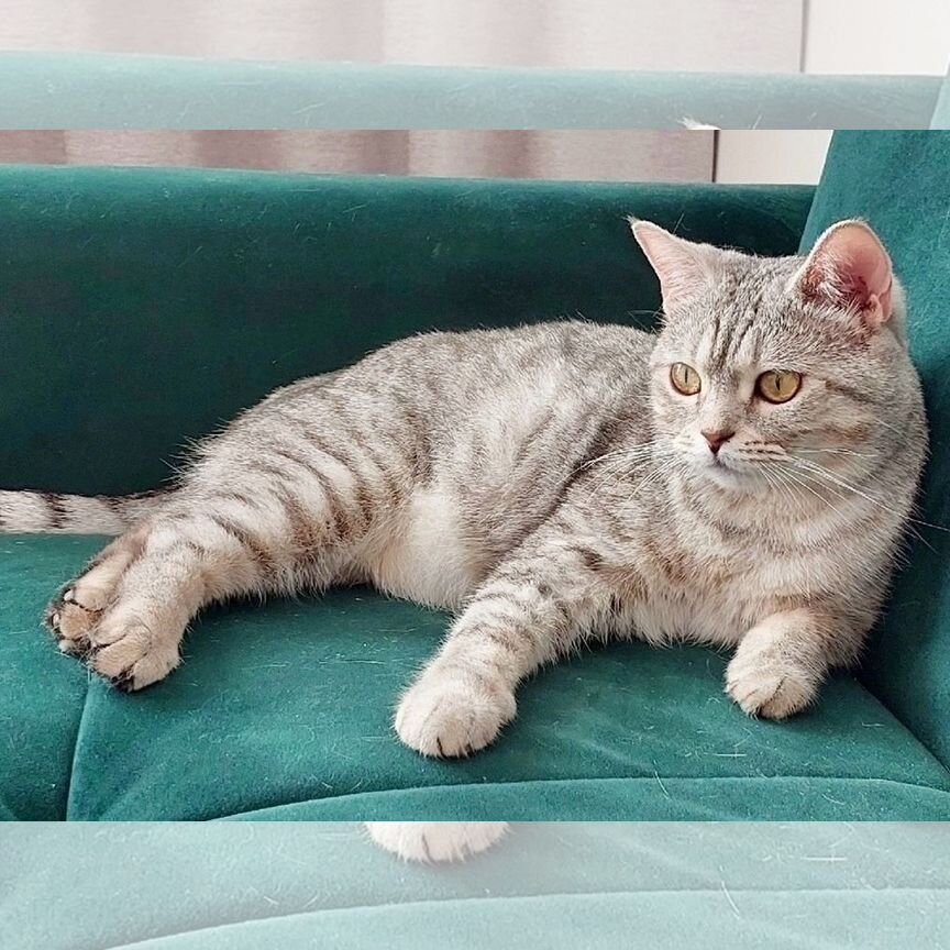 Шотландская прямоухая короткошёрстная, взрослая кошка