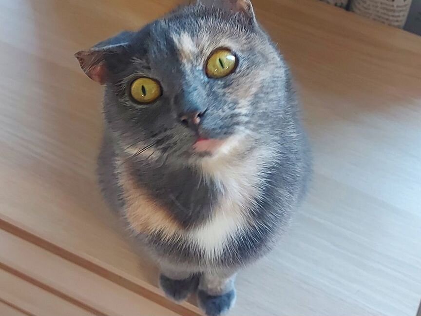 Кошка в дар