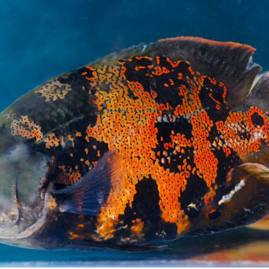 Рыба аквариумная Глазчатый астронотус