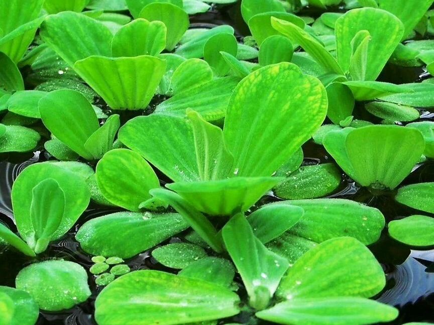 Пистия верхоплавка