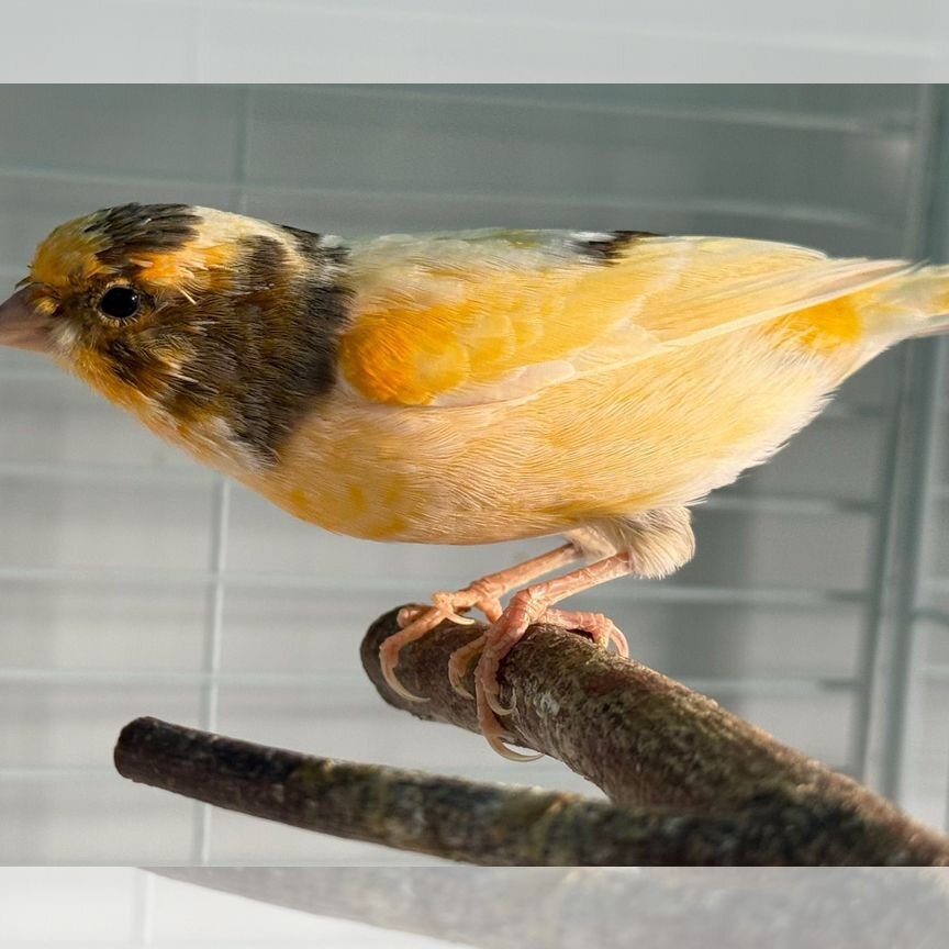 Яркие молодые канарейки - активные, домашние