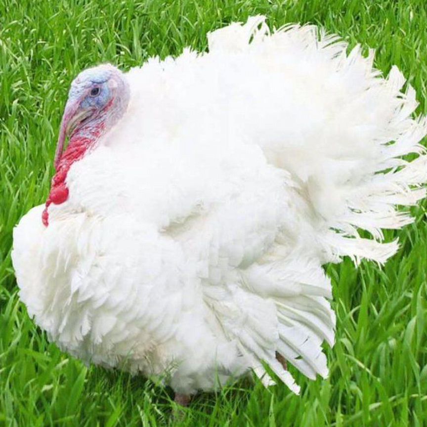 Лучшие индюки Хайбрид конвертер