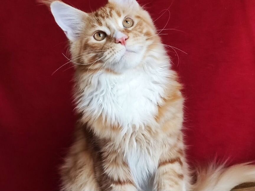 Гигантский котёнок