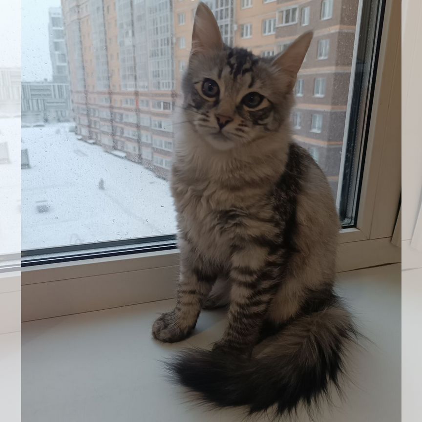 Котёнок в добрые руки