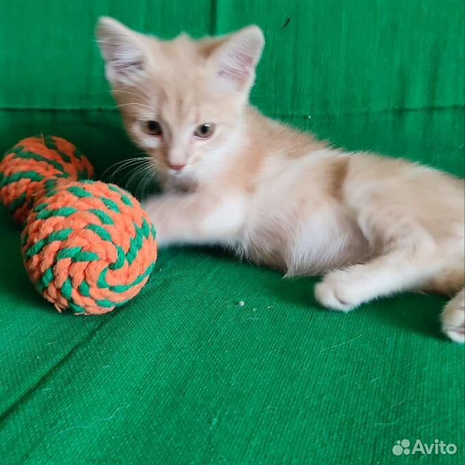 Веня котенок 2 мес в дар