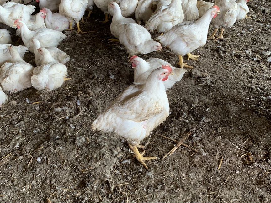 Куры бролер