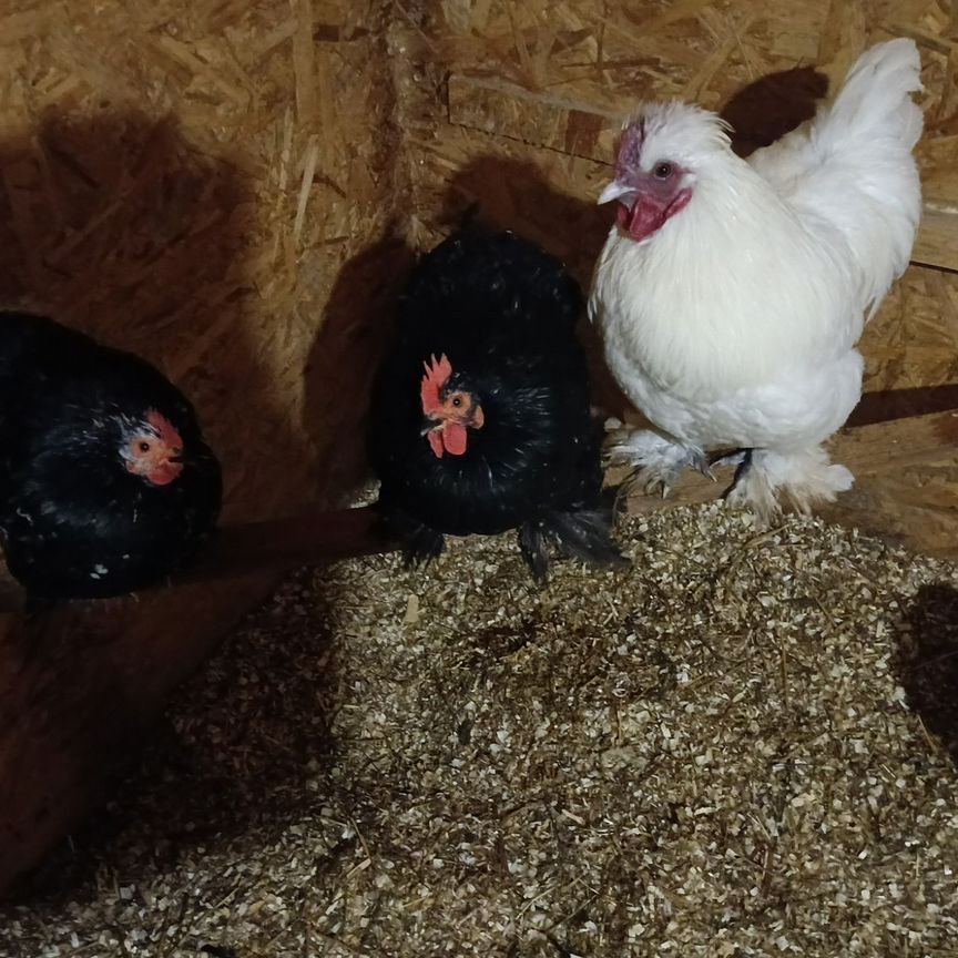 Курочки Кохинхины