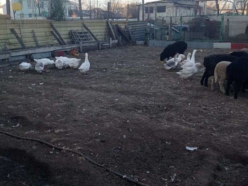 Гуси. Помесь Холмогоры и Линда