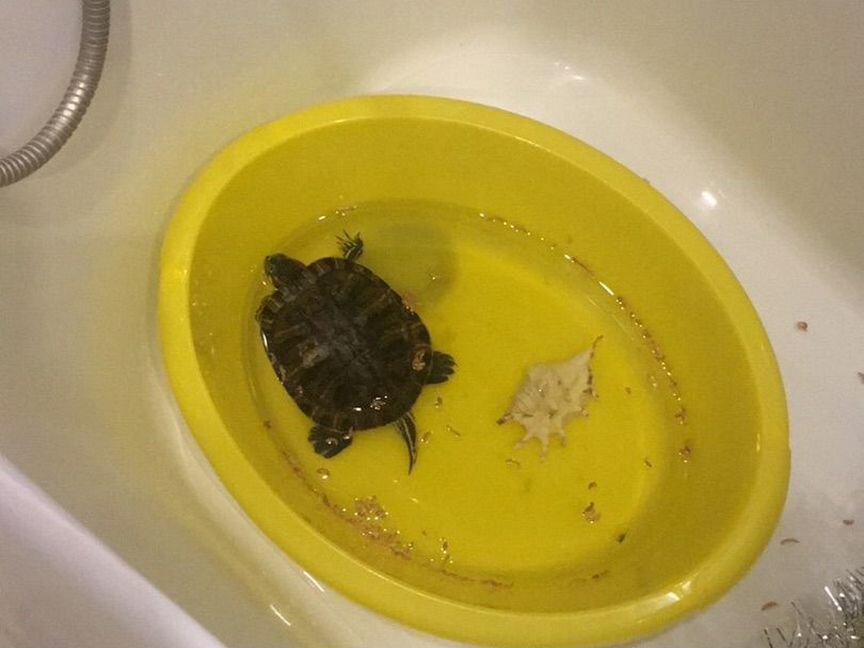 Отдам бесплатно
