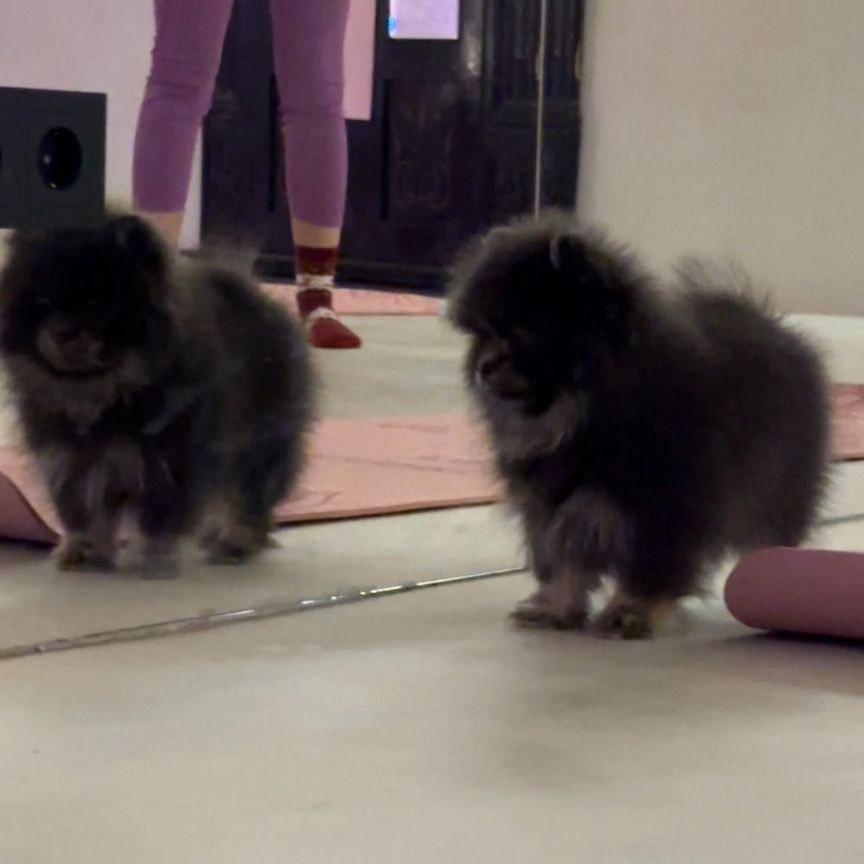 Померанский шпиц, щенок