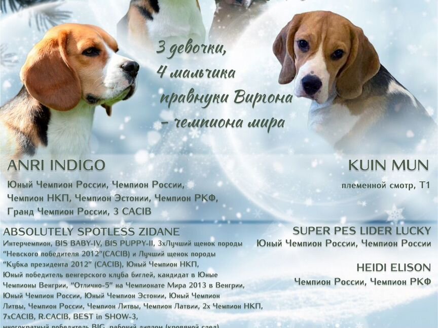 Щенки бигль