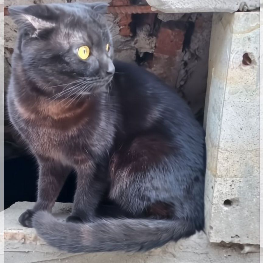 Британский короткошёрстный, взрослый кот