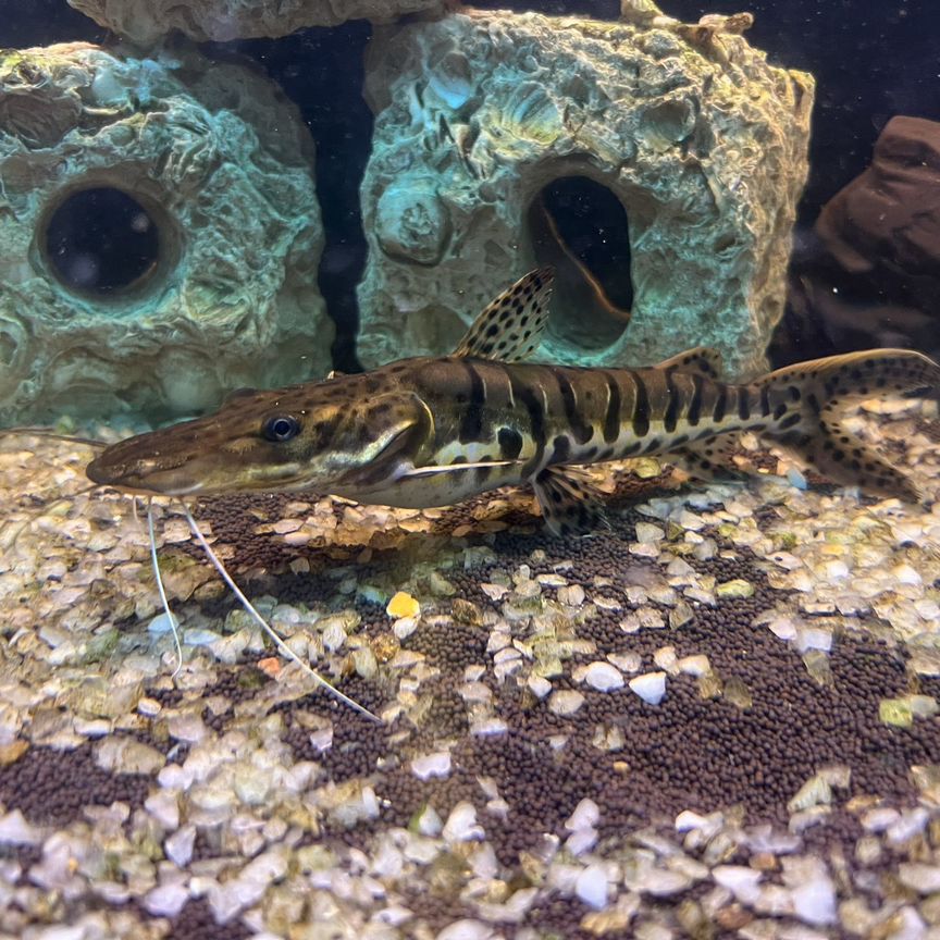 Псевдоплатистома тигровая