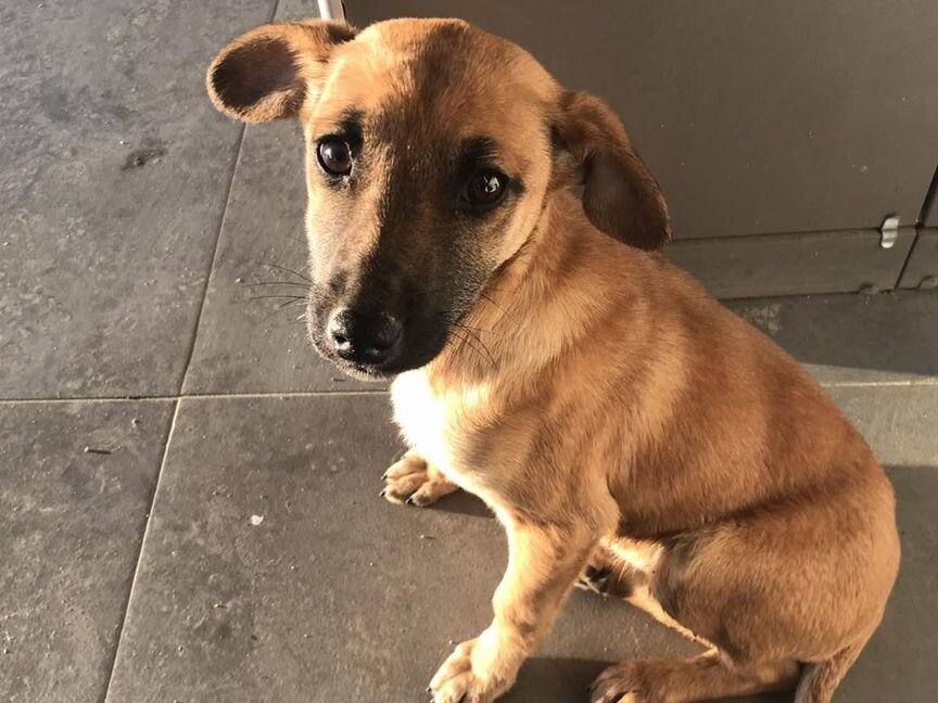 Щенок-девочка