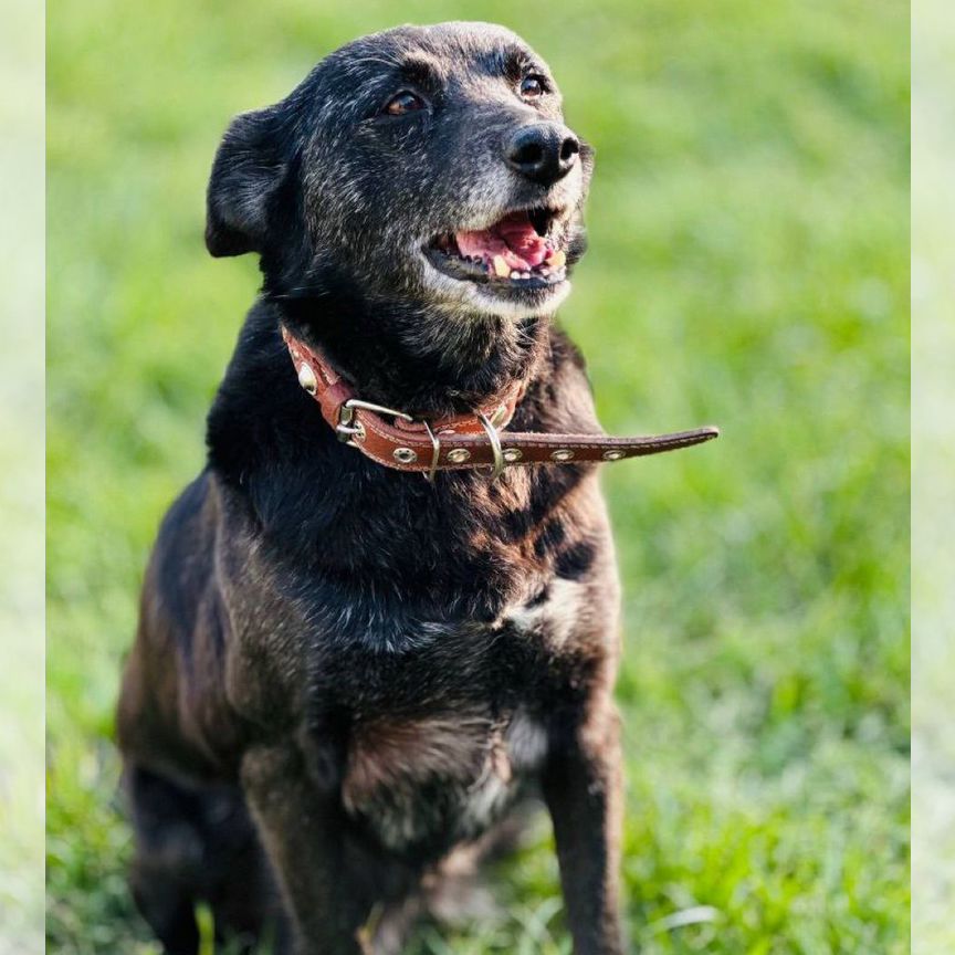 Взрослая собака в добрые руки