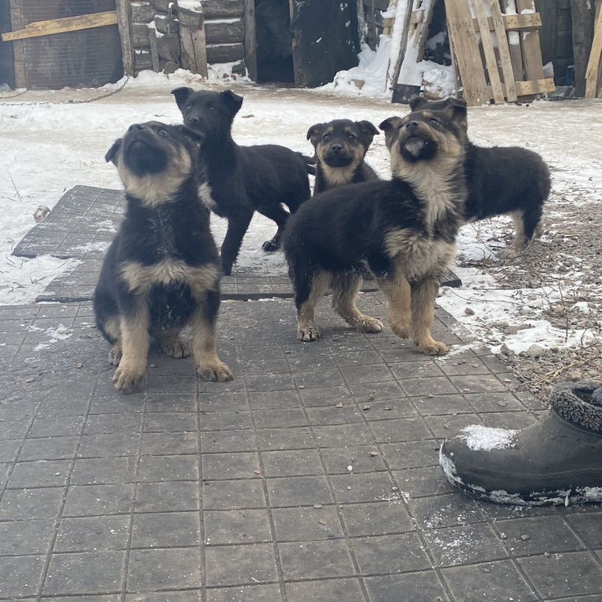 Отдам щенков в добрые руки бесплатно