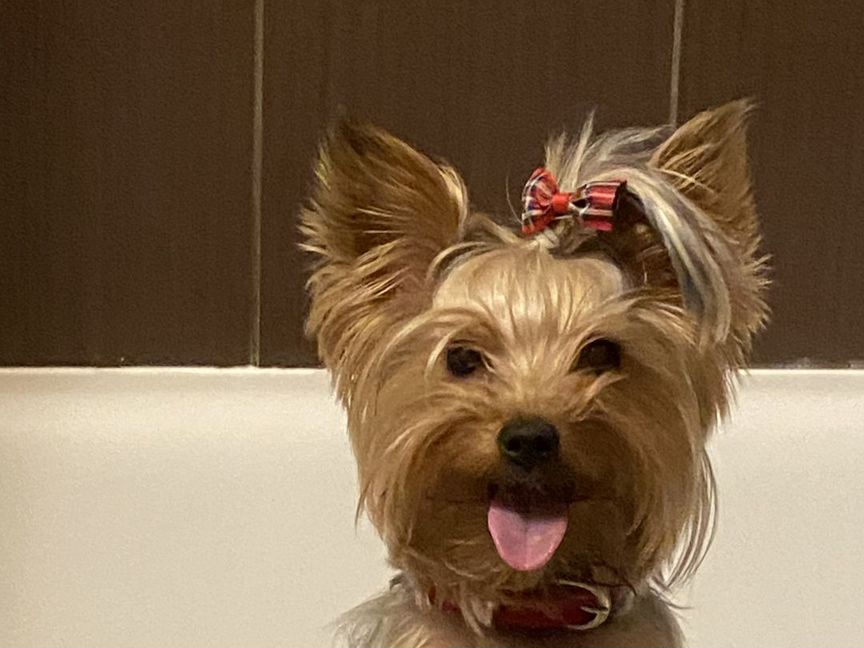 Отдам в добрые руки,Йорк (девочка) 3года