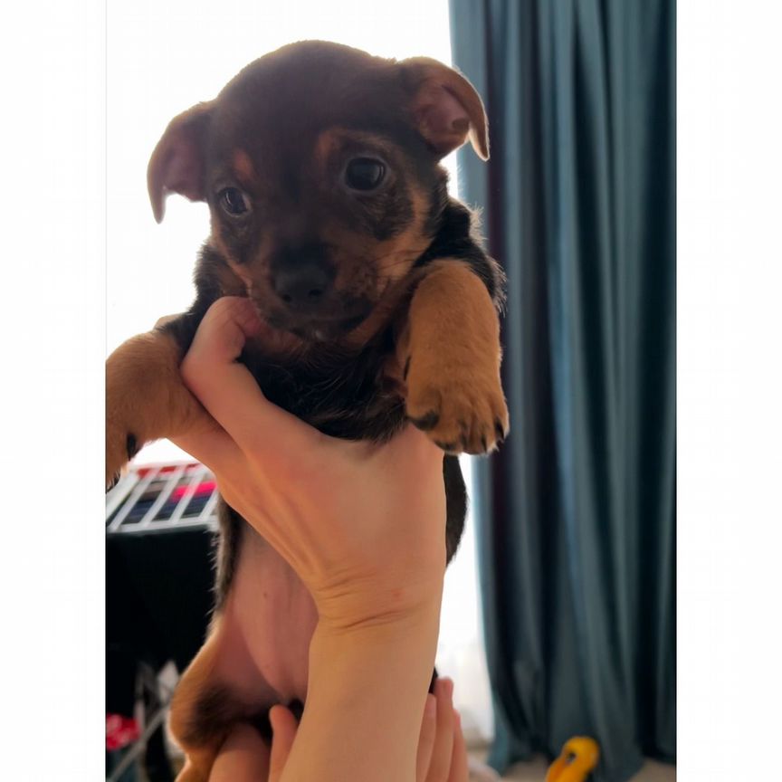 Собака в добрые руки щенок