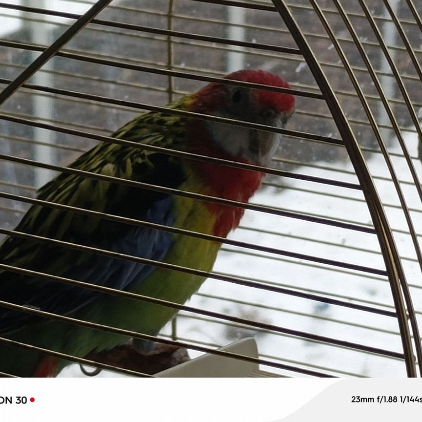Попугай розелла с клеткой