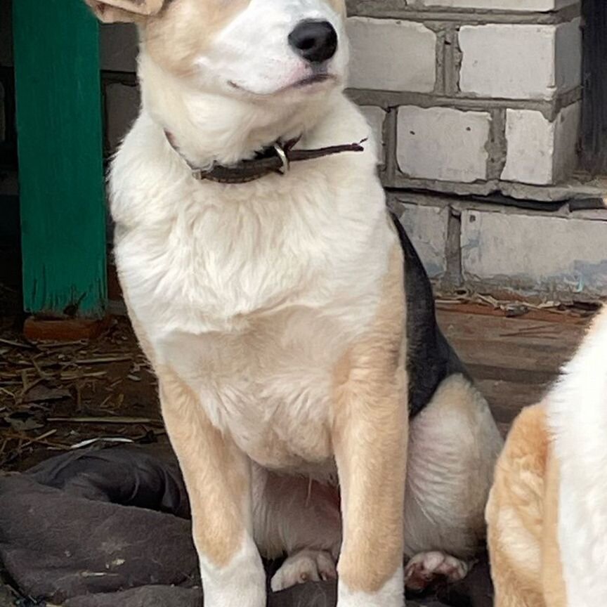 Собачья семья