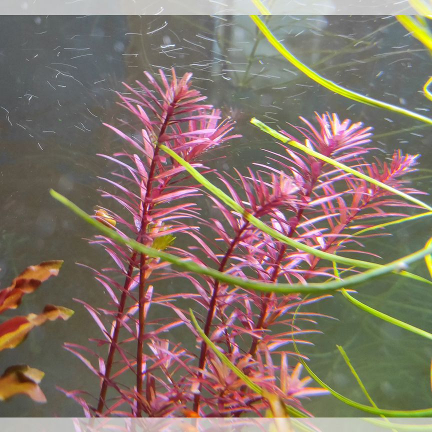 Аквариумные растения Погостемон октопус 2 ветки