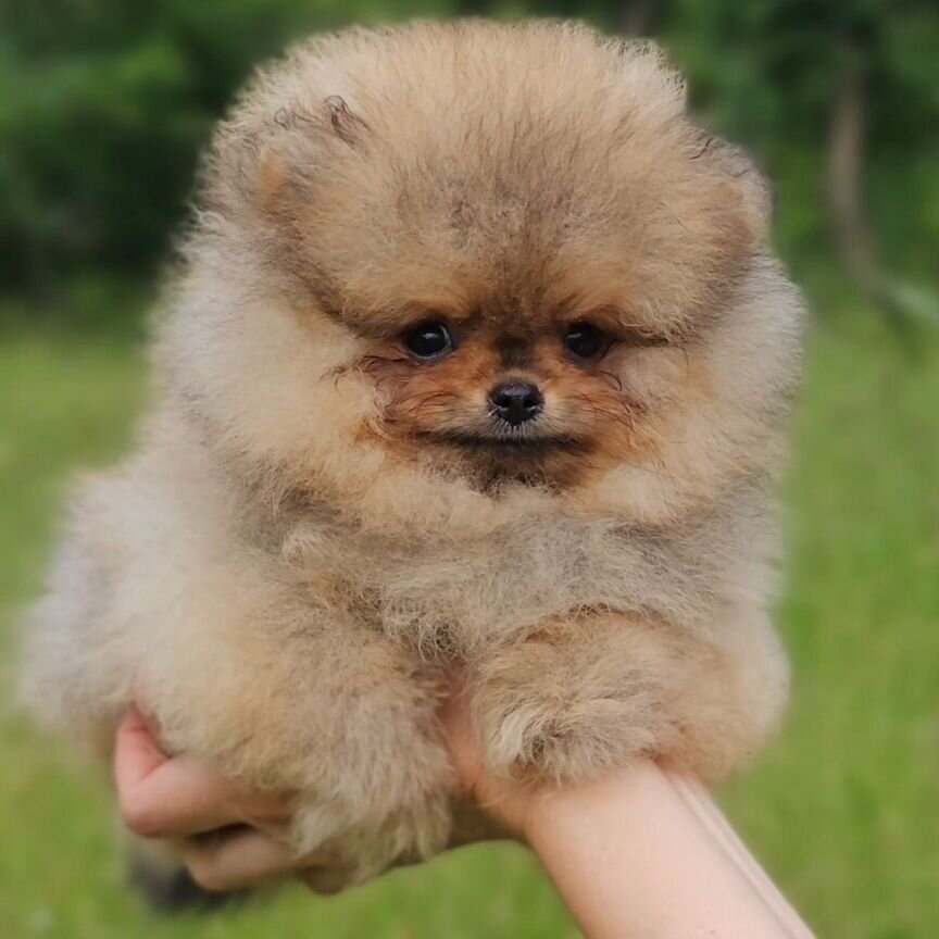 Померанский шпиц микро