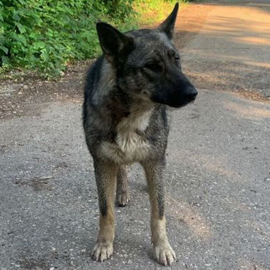 Собака в добрые руки